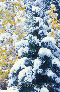 Ellow Leaves With Evergreens and Snow - Religious Art